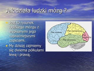 Julia froese iluzje optyczne | PPT
