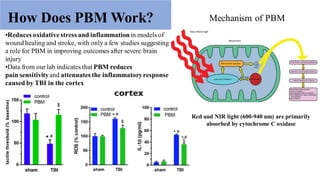 Julia Malewicz | PPT