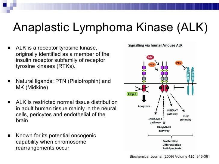 Juliane Carvalho Cancer Biology Presentation