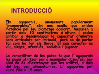 ELS AGAPORNIS - JULIETA | PPT