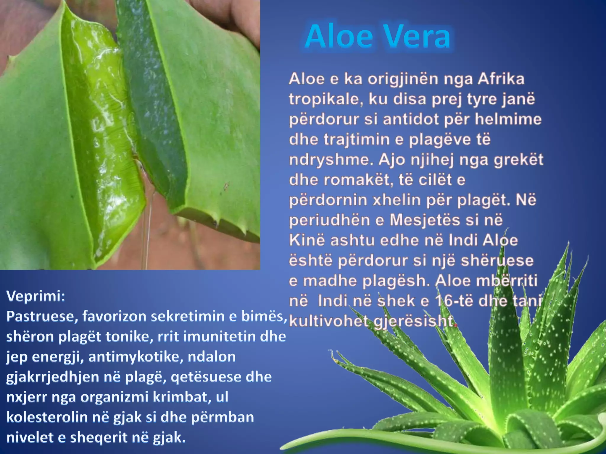 Sa te rendesishme jane bimet ne mjeksi dhe si ushqim | PPT