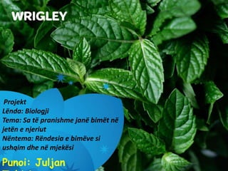 Sa te rendesishme jane bimet ne mjeksi dhe si ushqim | PPTX