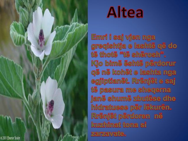 Sa te rendesishme jane bimet ne mjeksi dhe si ushqim | PPTX