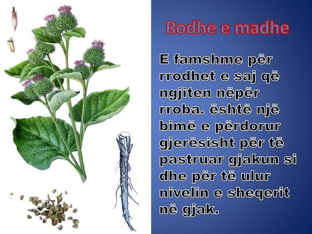 Sa te rendesishme jane bimet ne mjeksi dhe si ushqim | PPT