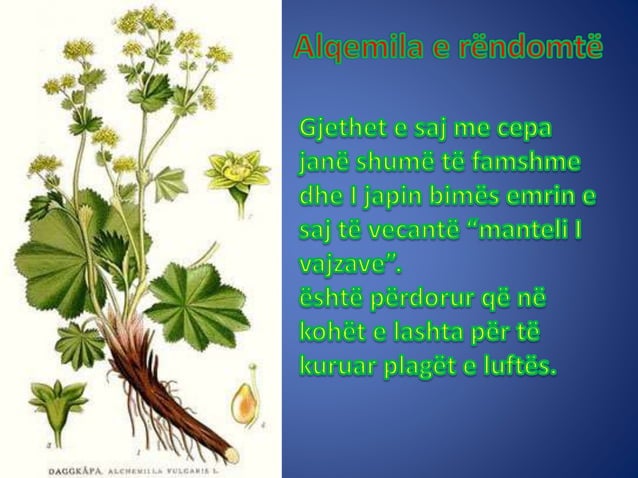 Sa te rendesishme jane bimet ne mjeksi dhe si ushqim | PPTX