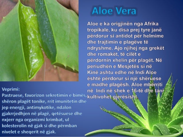 Sa te rendesishme jane bimet ne mjeksi dhe si ushqim