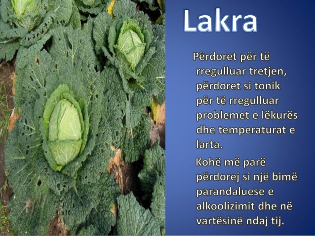 Sa te rendesishme jane bimet ne mjeksi dhe si ushqim