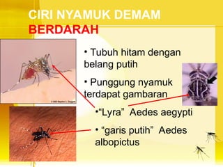 Juru Pemantau Jentik demam berdarah Gengue.ppt