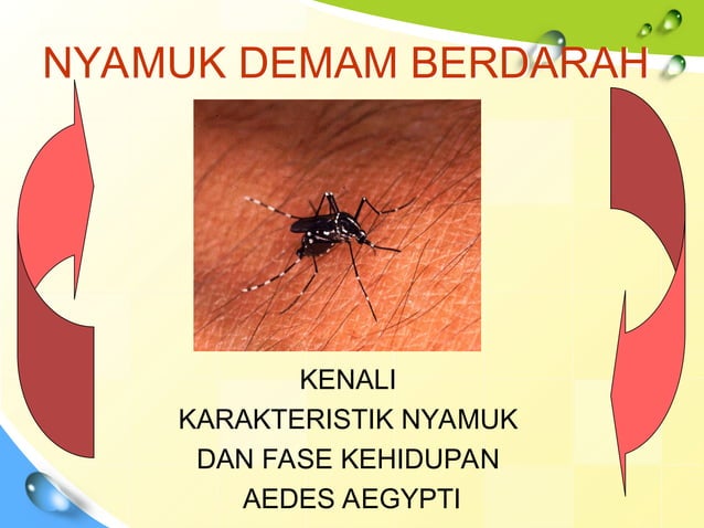 Juru pemantau Jentik DBD Perkantoran.ppt