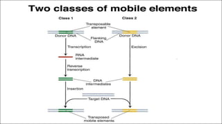 type of genes - jumping genes | PPTX