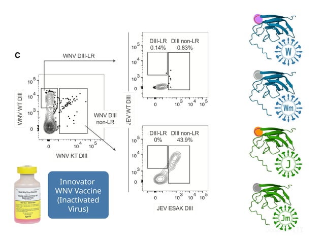 original_antigenic_sin_____________.pptx
