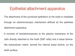 Junctional epithelium | PPTX