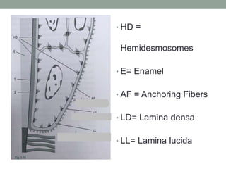 Junctional epithelium | PPTX