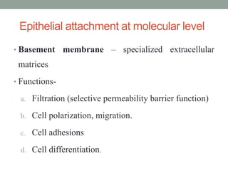 Junctional epithelium | PPTX