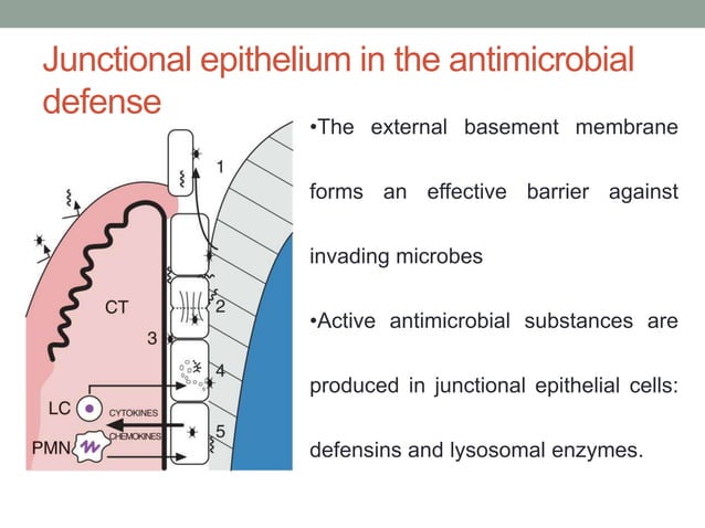 Junctional epithelium | PPT