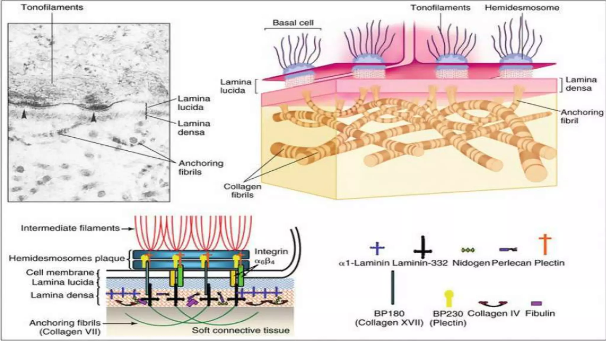 Junctional epithelium | PPTX