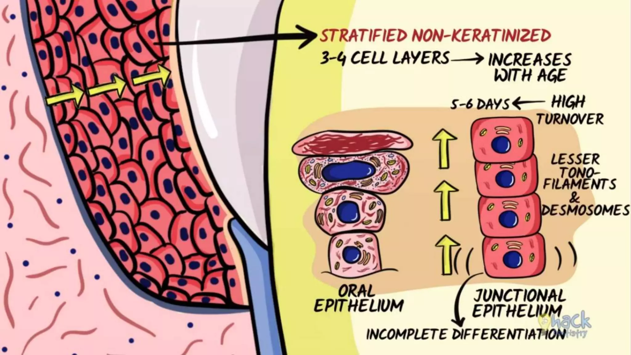 Junctional epithelium | PPTX