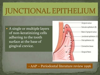Junctional epithelium | PPTX