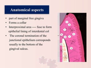 Junctional epithelium khushbu | PPTX