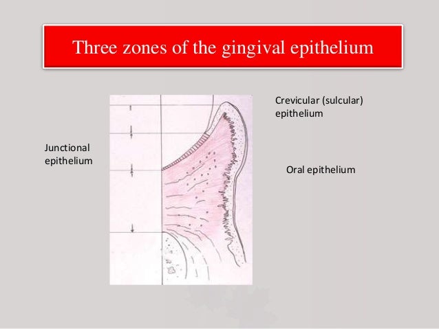 Junctional epithelium khushbu