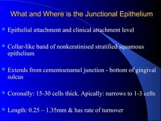 Junctionalepitheliumlecture | PPT