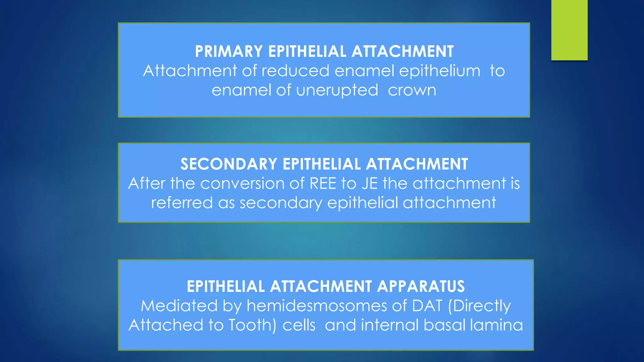 Junctional epithelium | PPTX