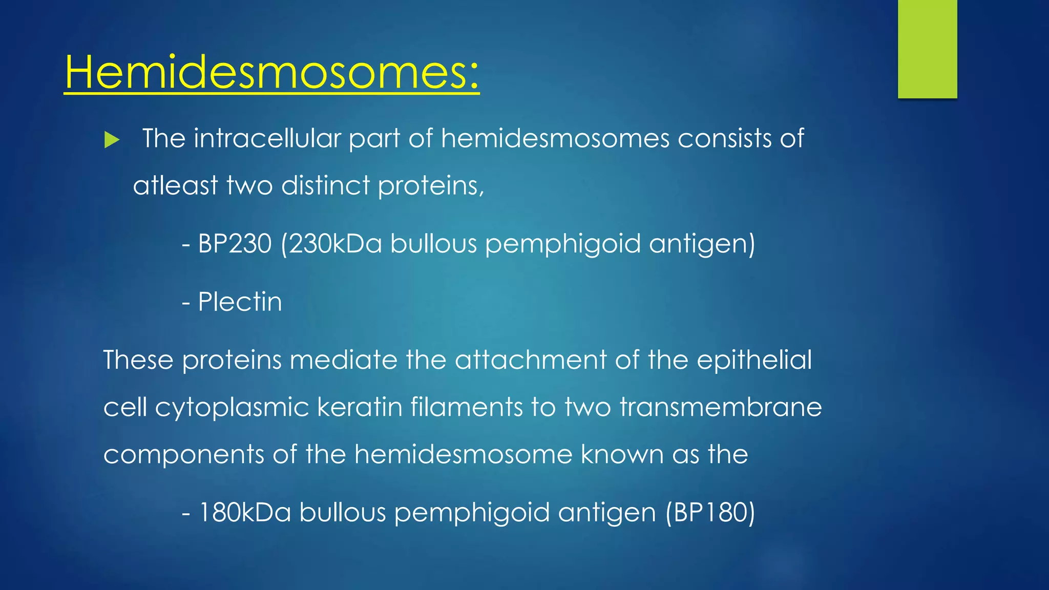 Junctional epithelium | PPTX