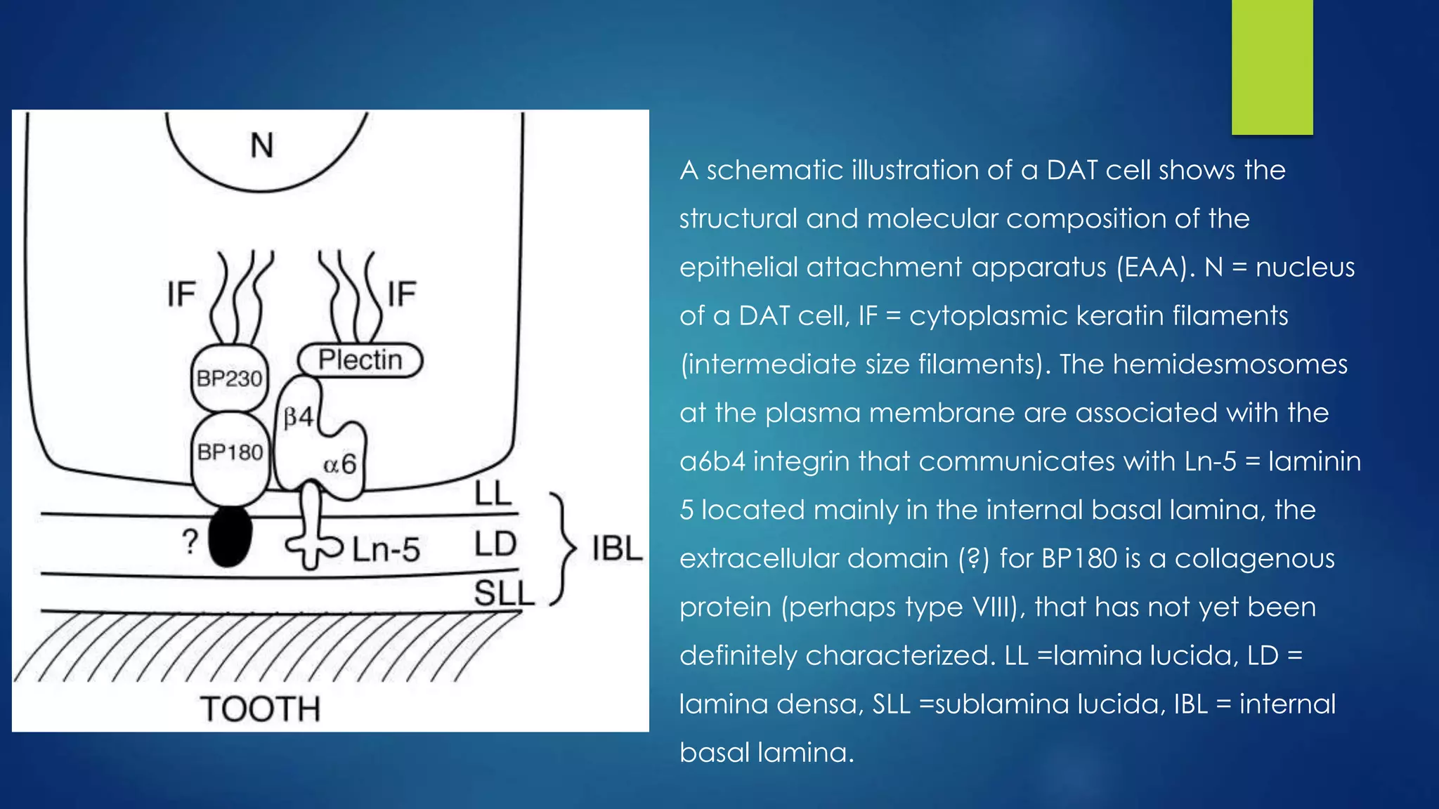 Junctional epithelium | PPTX