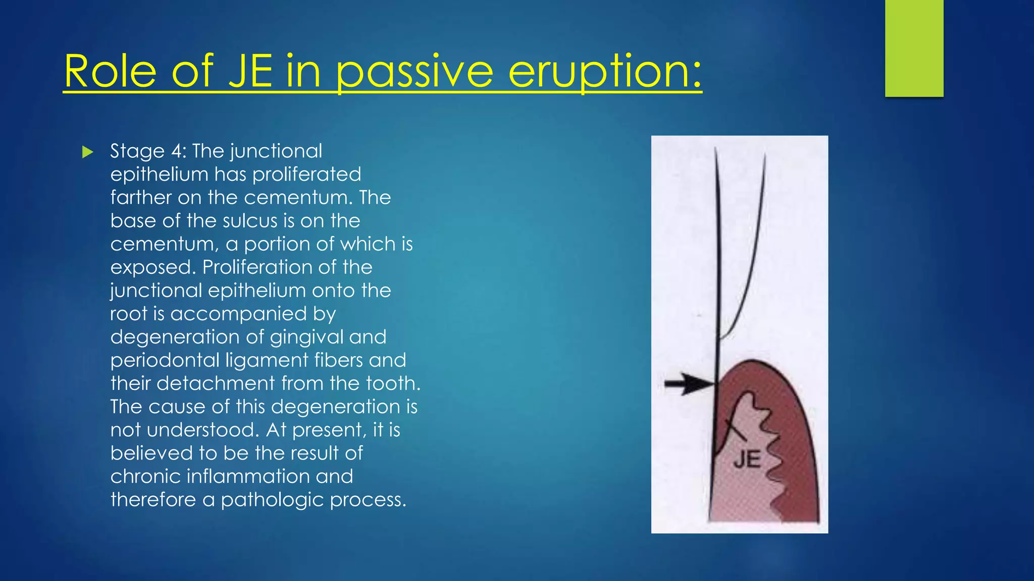 Junctional epithelium | PPTX