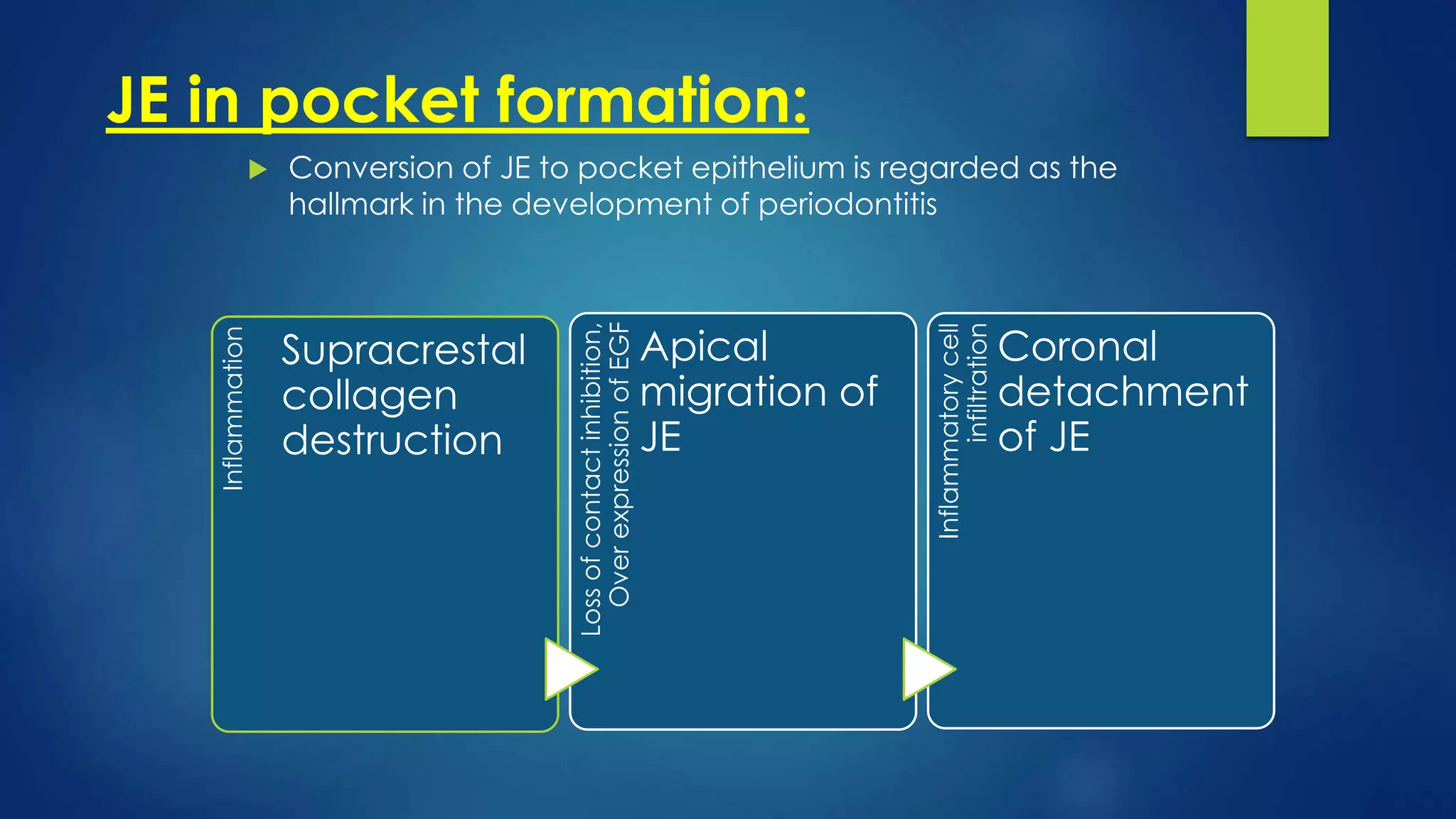 Junctional epithelium | PPTX