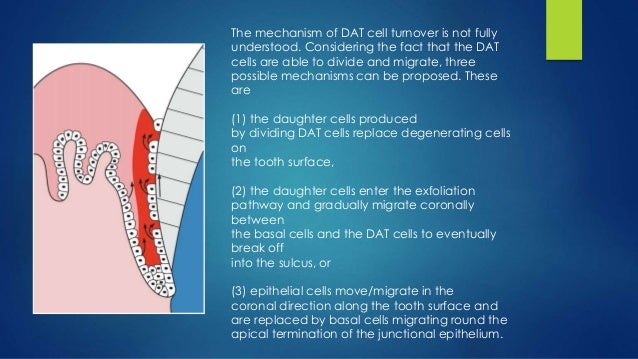Epithelial Attachment Epithelium Junctional Junctional Junctional ...