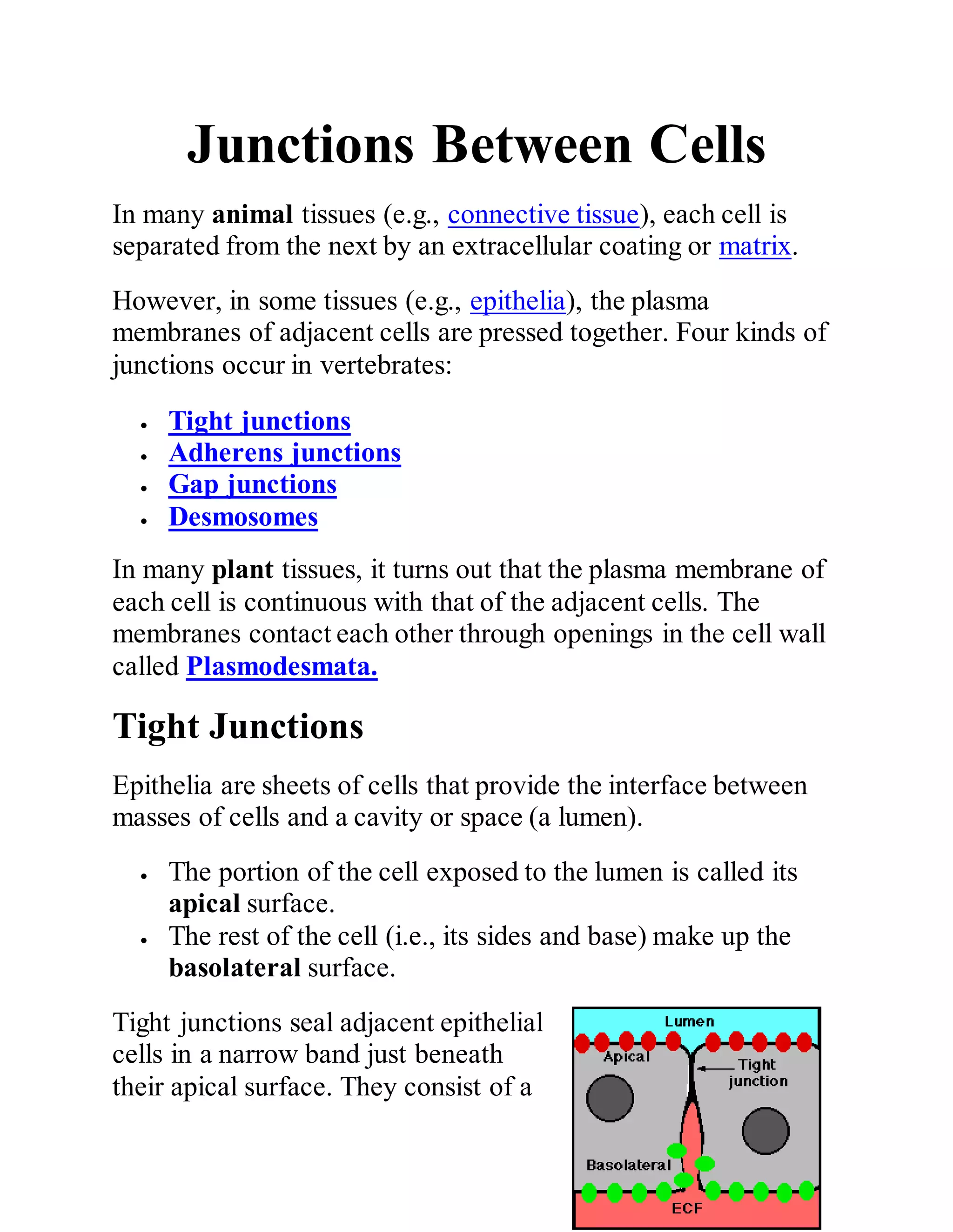 Junctions between cells | DOCX