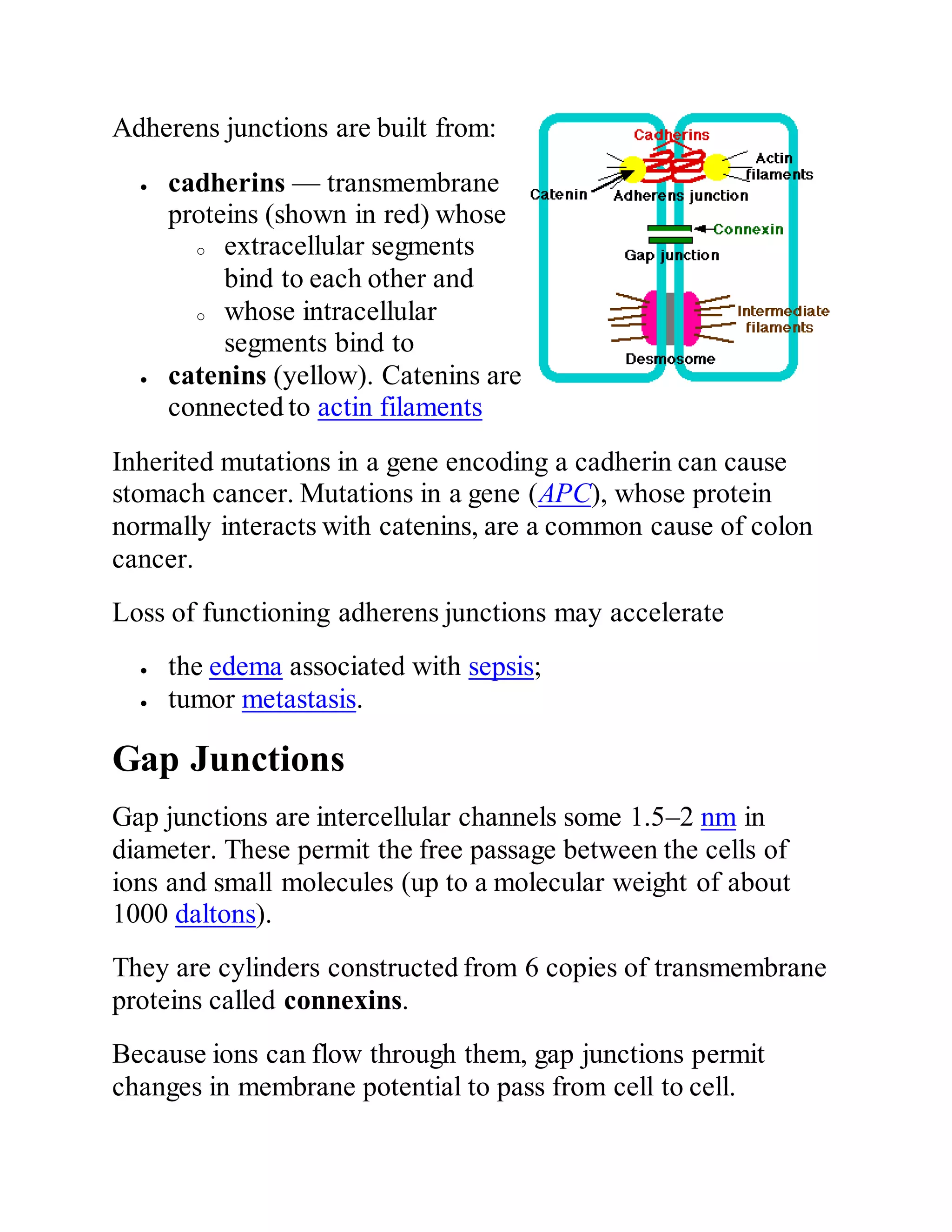 Junctions between cells | DOCX