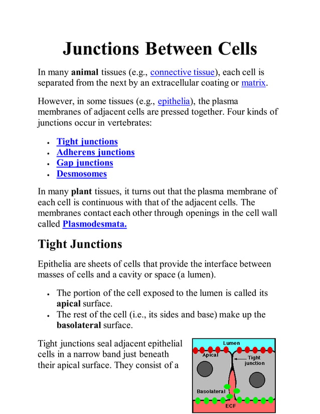 Junctions between cells | DOCX | Lung and Respiratory Health | Diseases ...