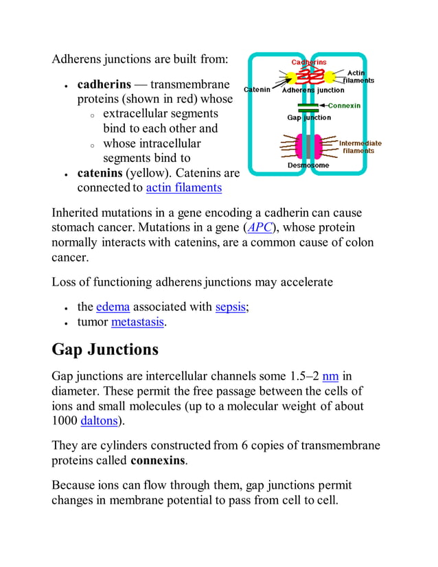 Junctions between cells | DOCX | Lung and Respiratory Health | Diseases and Conditions