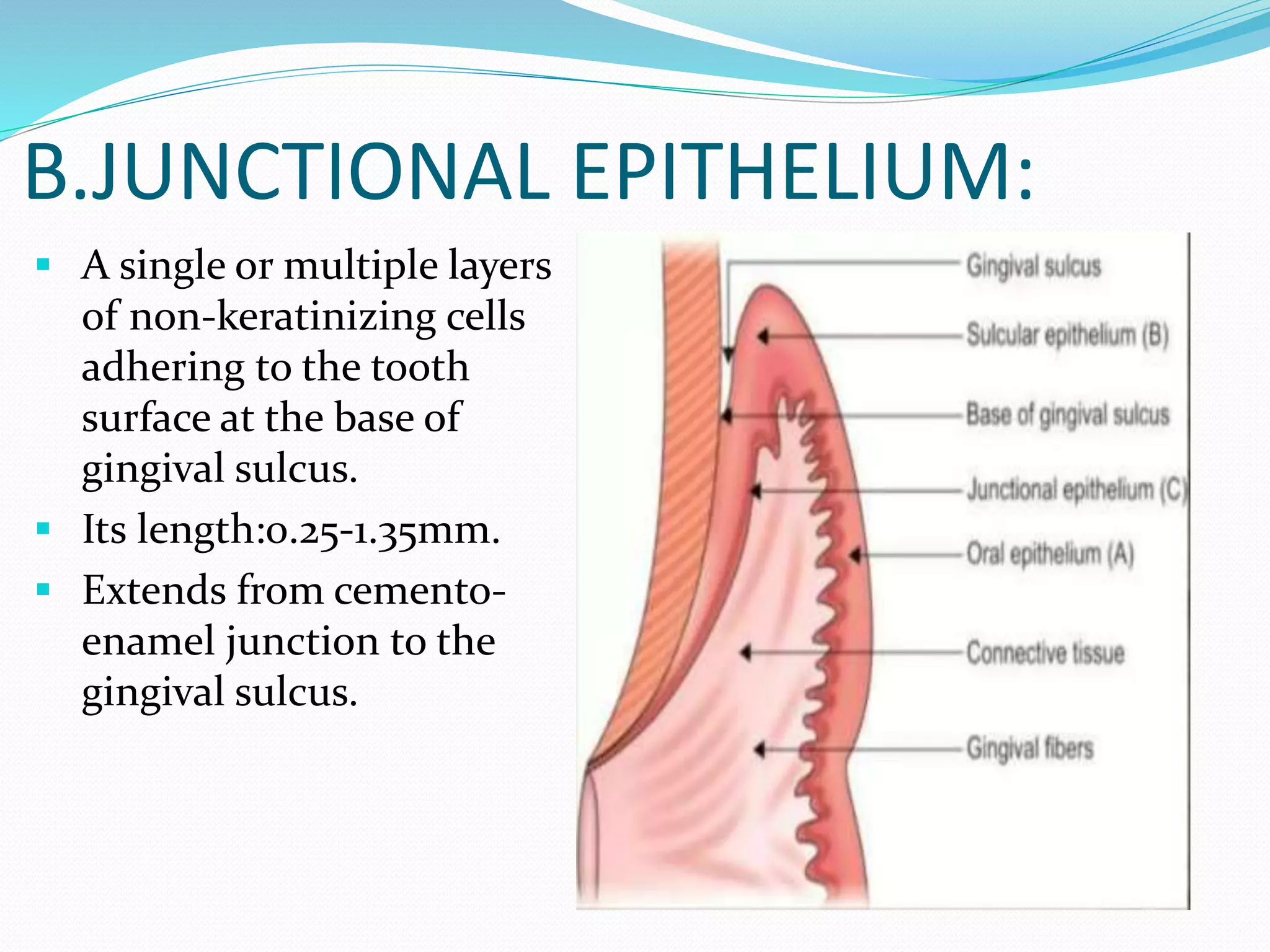 junctions in oral biology by Syeda Heba.pptx