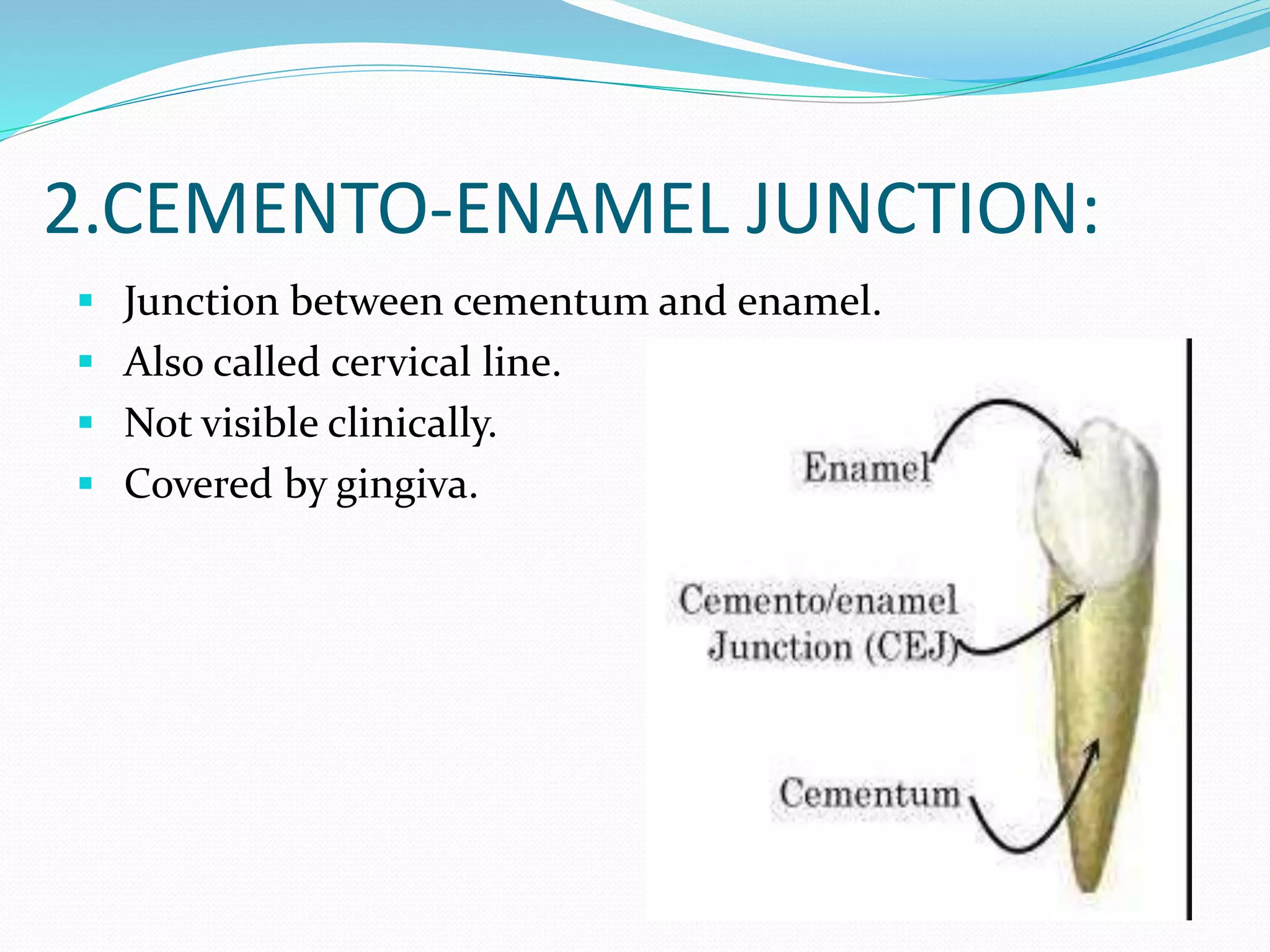 junctions in oral biology by Syeda Heba.pptx