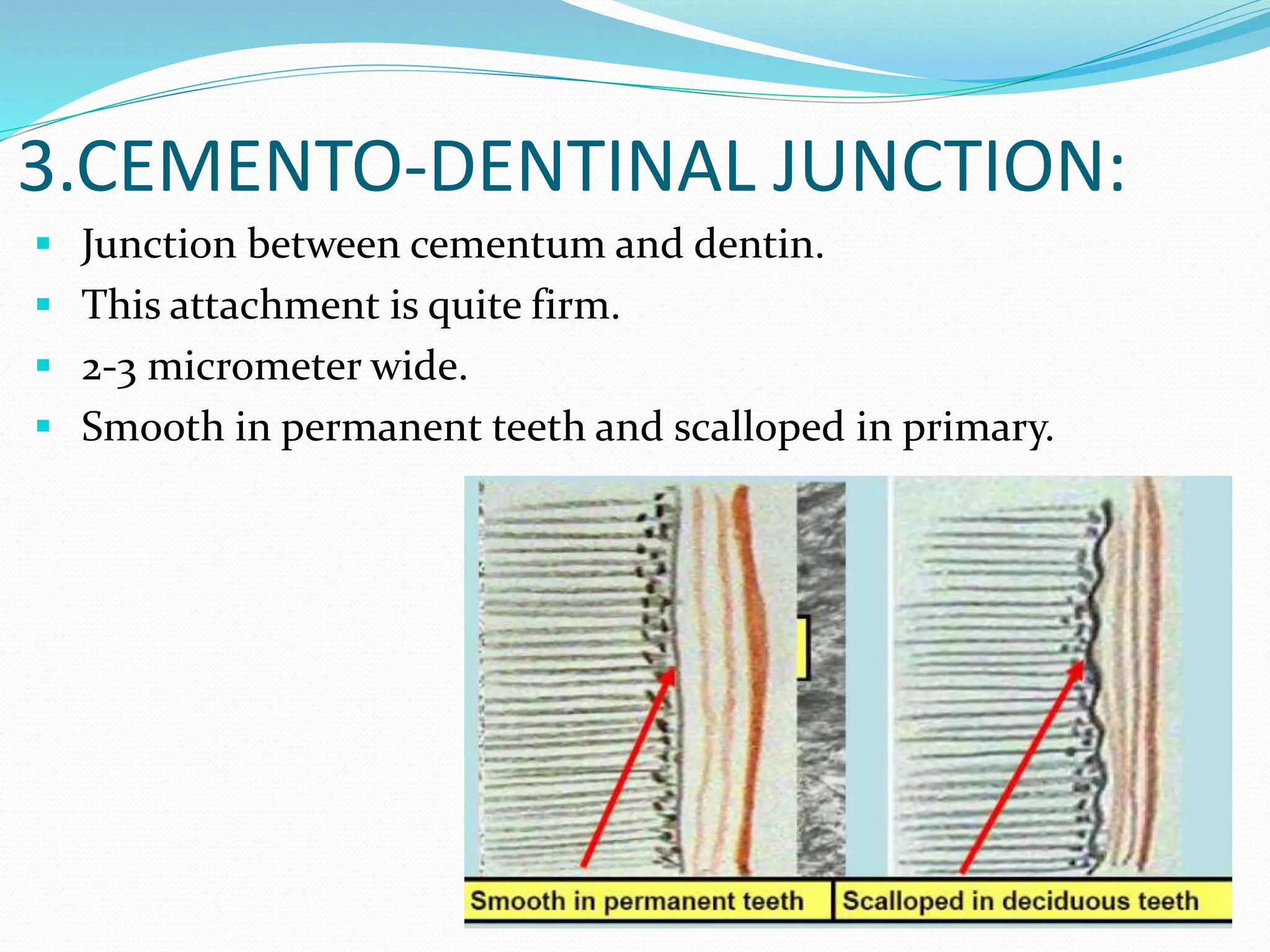 junctions in oral biology by Syeda Heba.pptx