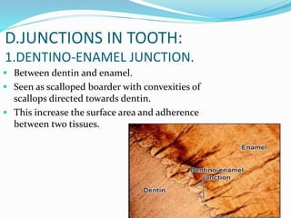 junctions in oral biology by Syeda Heba.pptx
