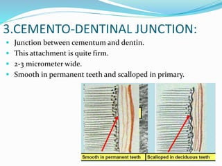 junctions in oral biology by Syeda Heba.pptx
