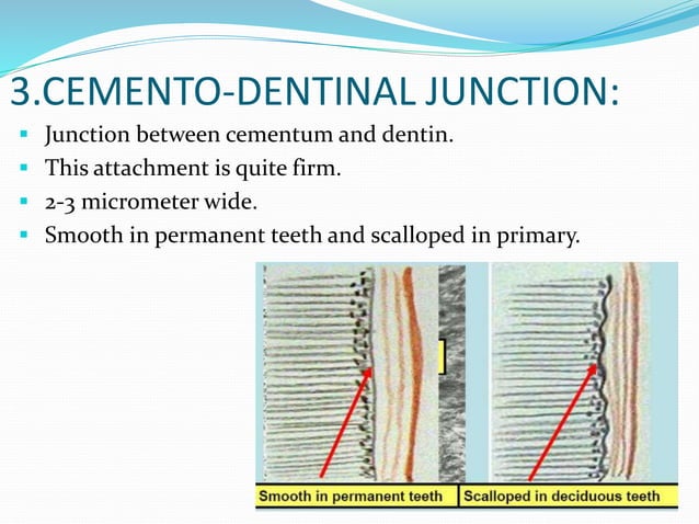 junctions in oral biology by Syeda Heba.pptx