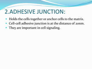 junctions in oral biology by Syeda Heba.pptx