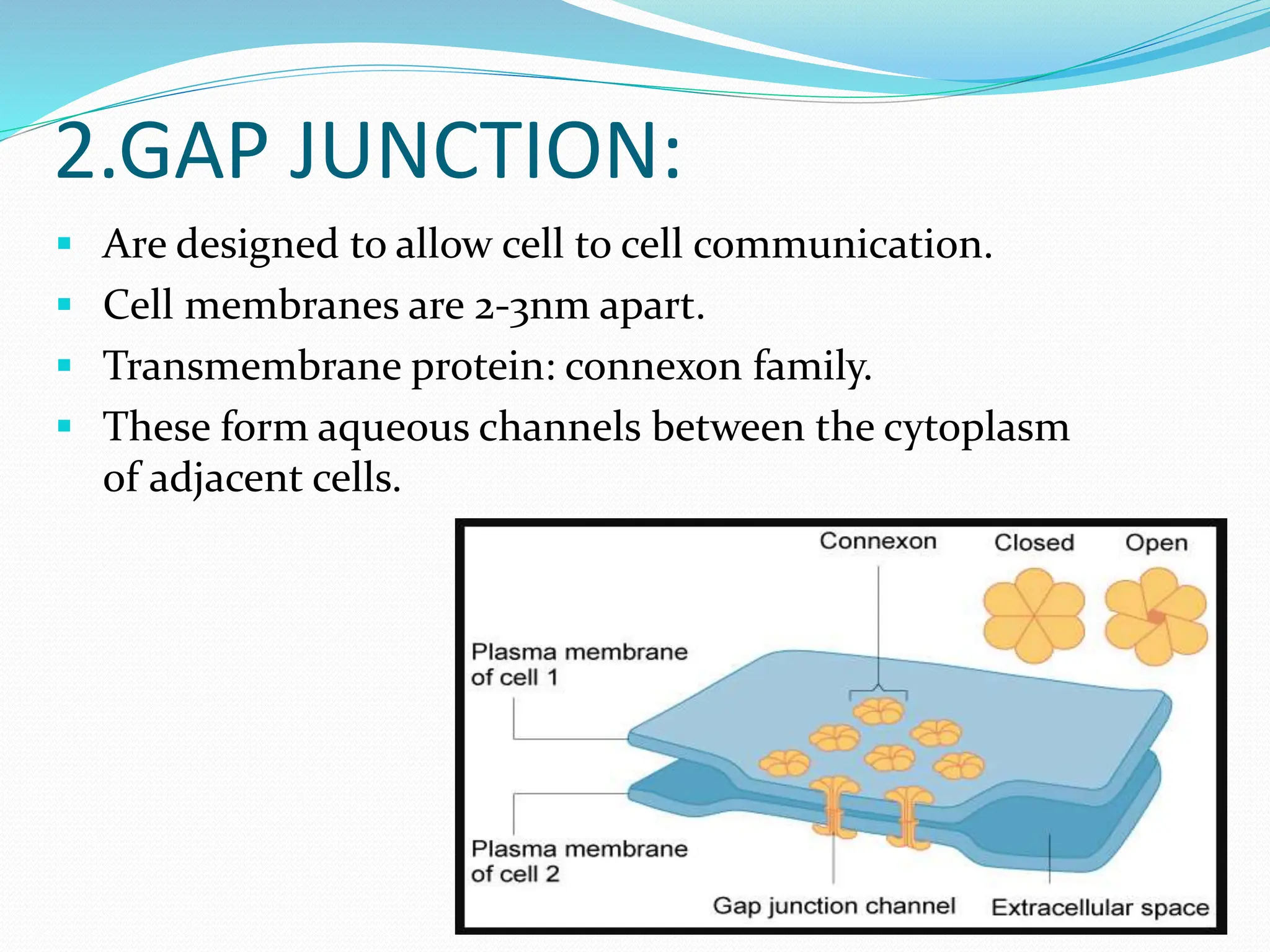 junctions in oral biology by Syeda Heba.pptx