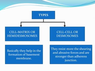 junctions in oral biology by Syeda Heba.pptx