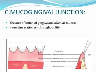 junctions in oral biology by Syeda Heba.pptx