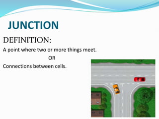 junctions in oral biology by Syeda Heba.pptx
