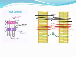 junctions in oral biology by Syeda Heba.pptx