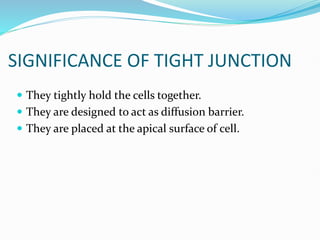 junctions in oral biology by Syeda Heba.pptx