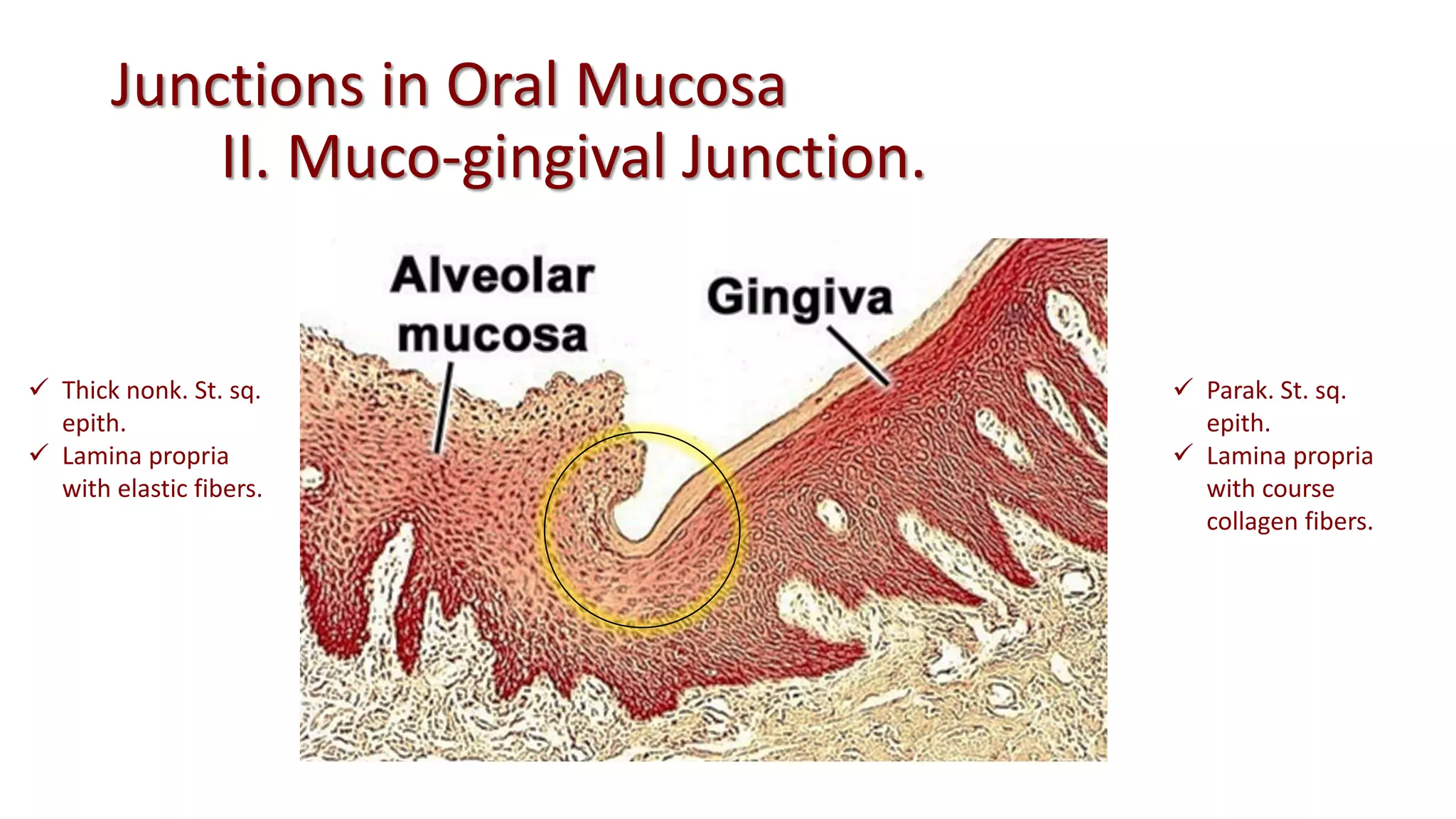 Junctions in oral mucosa | PPTX