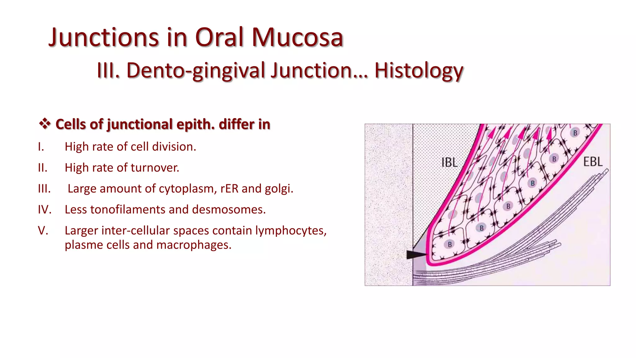 Junctions in oral mucosa | PPT